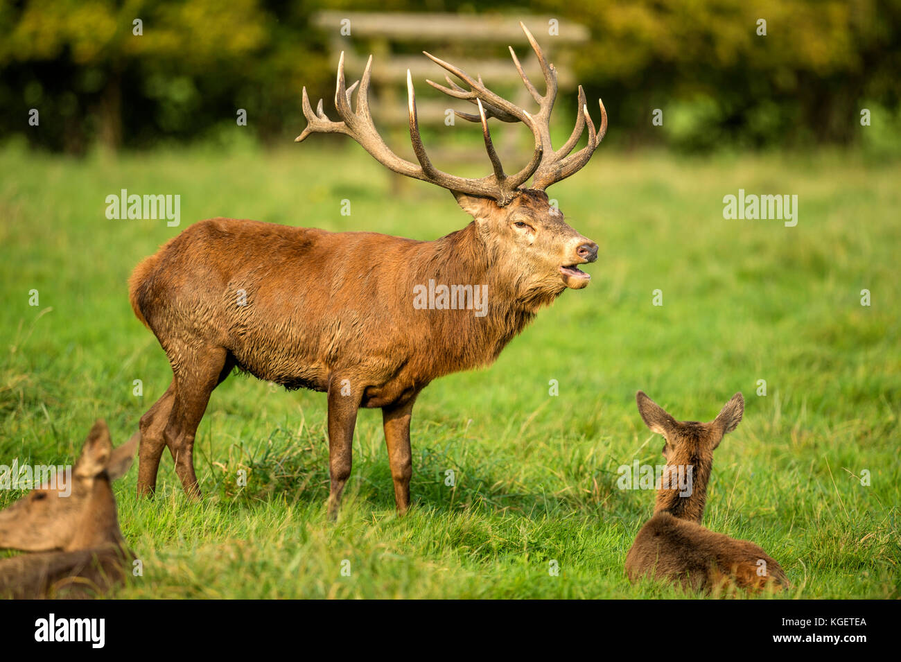 Autumn Red Deer Rut.Image sequence depicting scenes around male Stag's ...