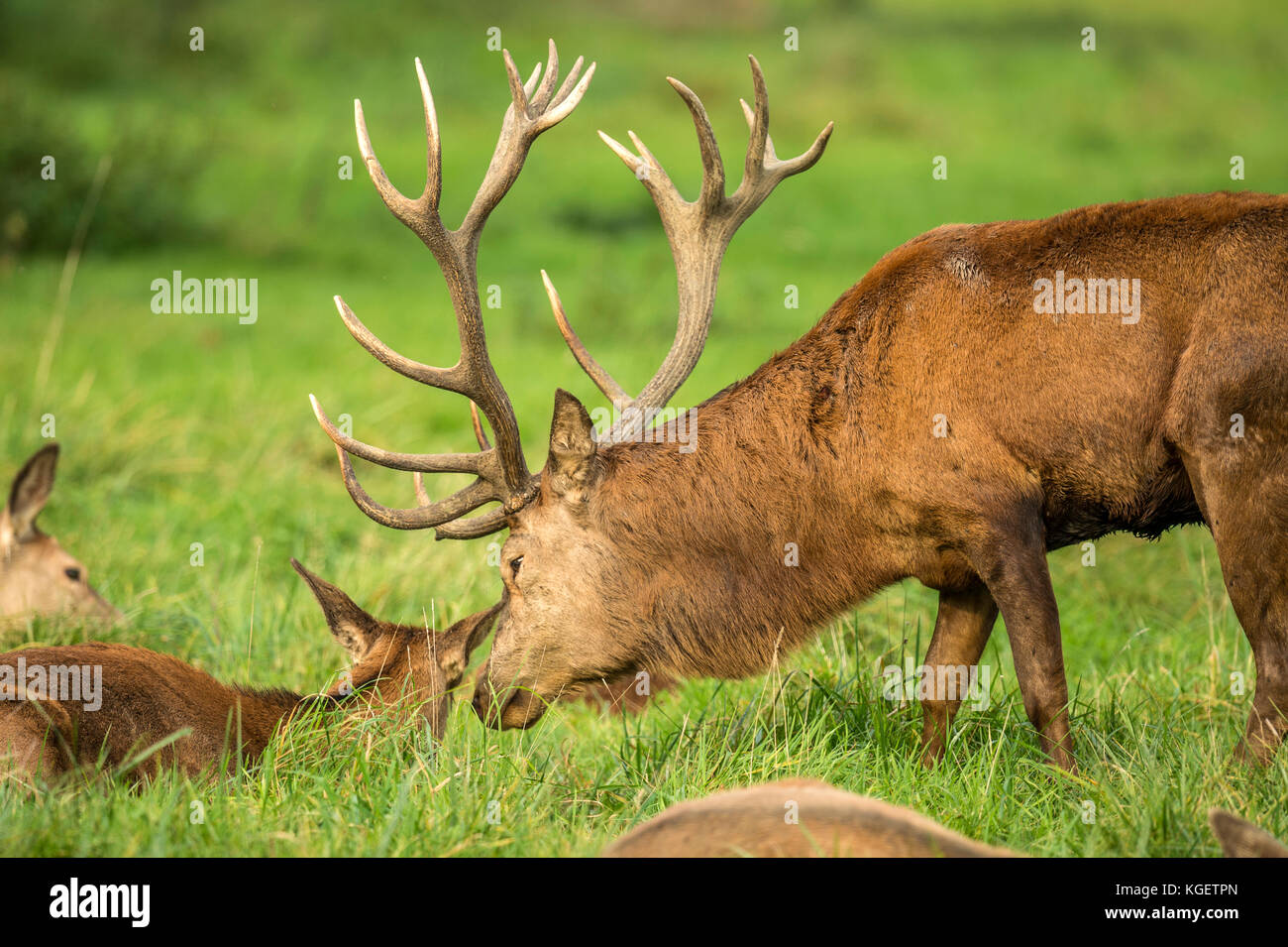 Autumn Red Deer Rut.Image sequence depicting scenes around male Stag's ...