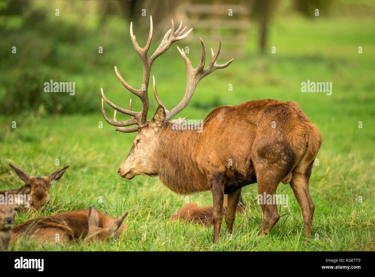 Autumn Red Deer Rut.Image sequence depicting scenes around male Stag's ...