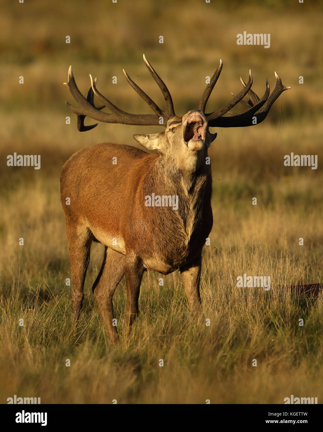 Red deer, Stag in rut, England Stock Photo - Alamy