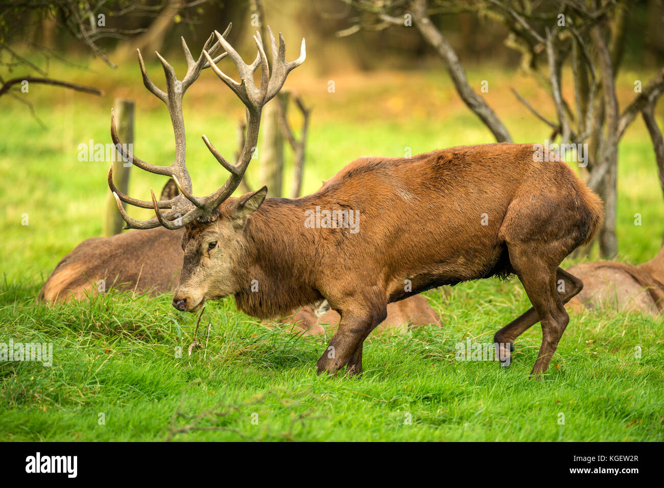 Autumn Red Deer Rut.Image sequence depicting scenes around male Stag's ...