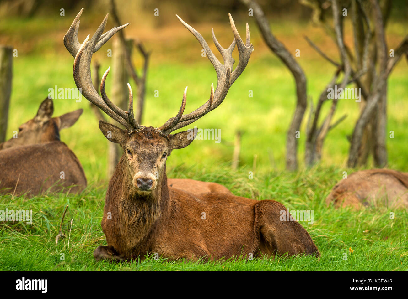 Autumn Red Deer Rut.Image sequence depicting scenes around male Stag's ...