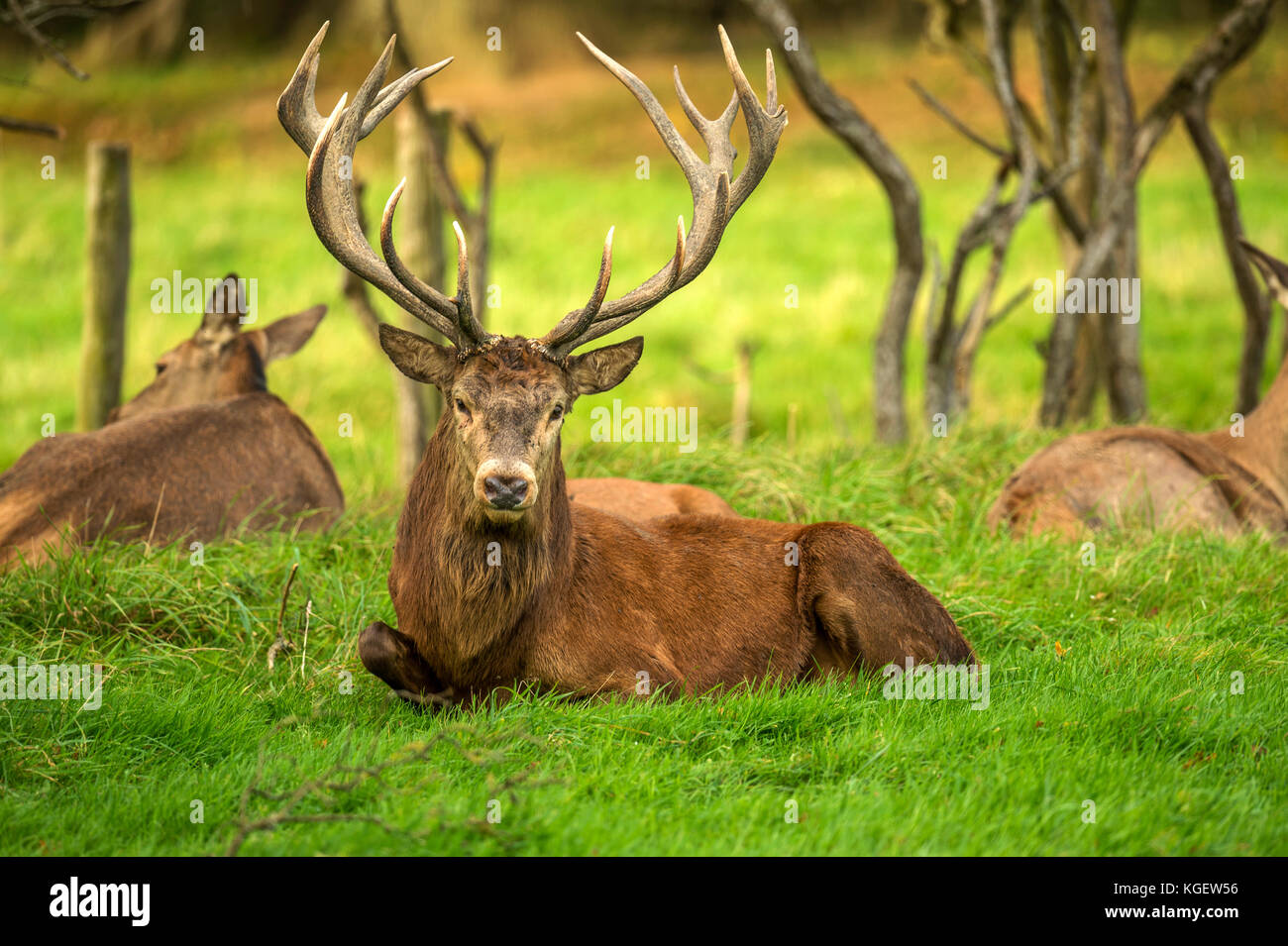 Autumn Red Deer Rut.Image sequence depicting scenes around male Stag's ...