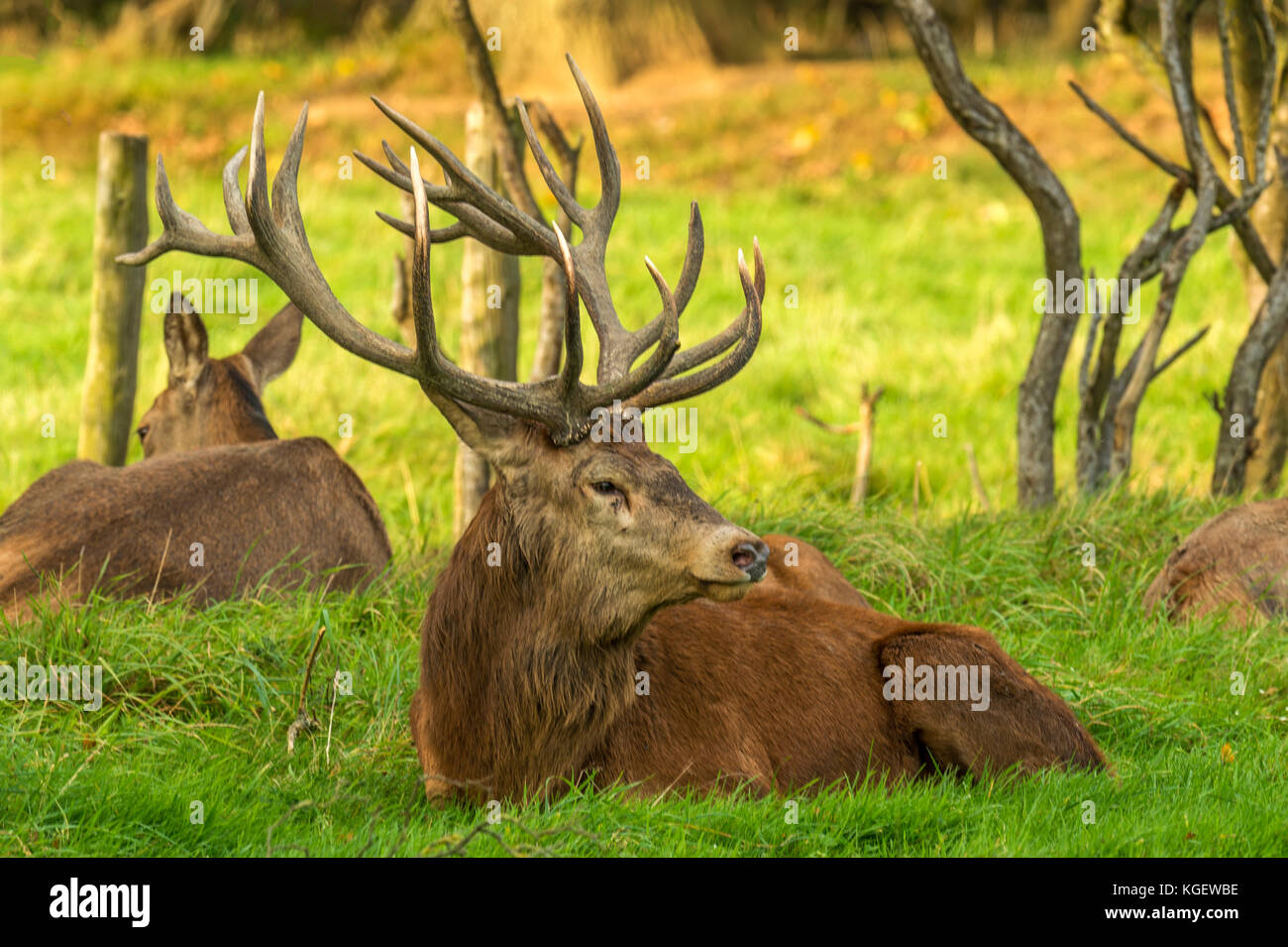 Autumn Red Deer Rut.Image sequence depicting scenes around male Stag's ...