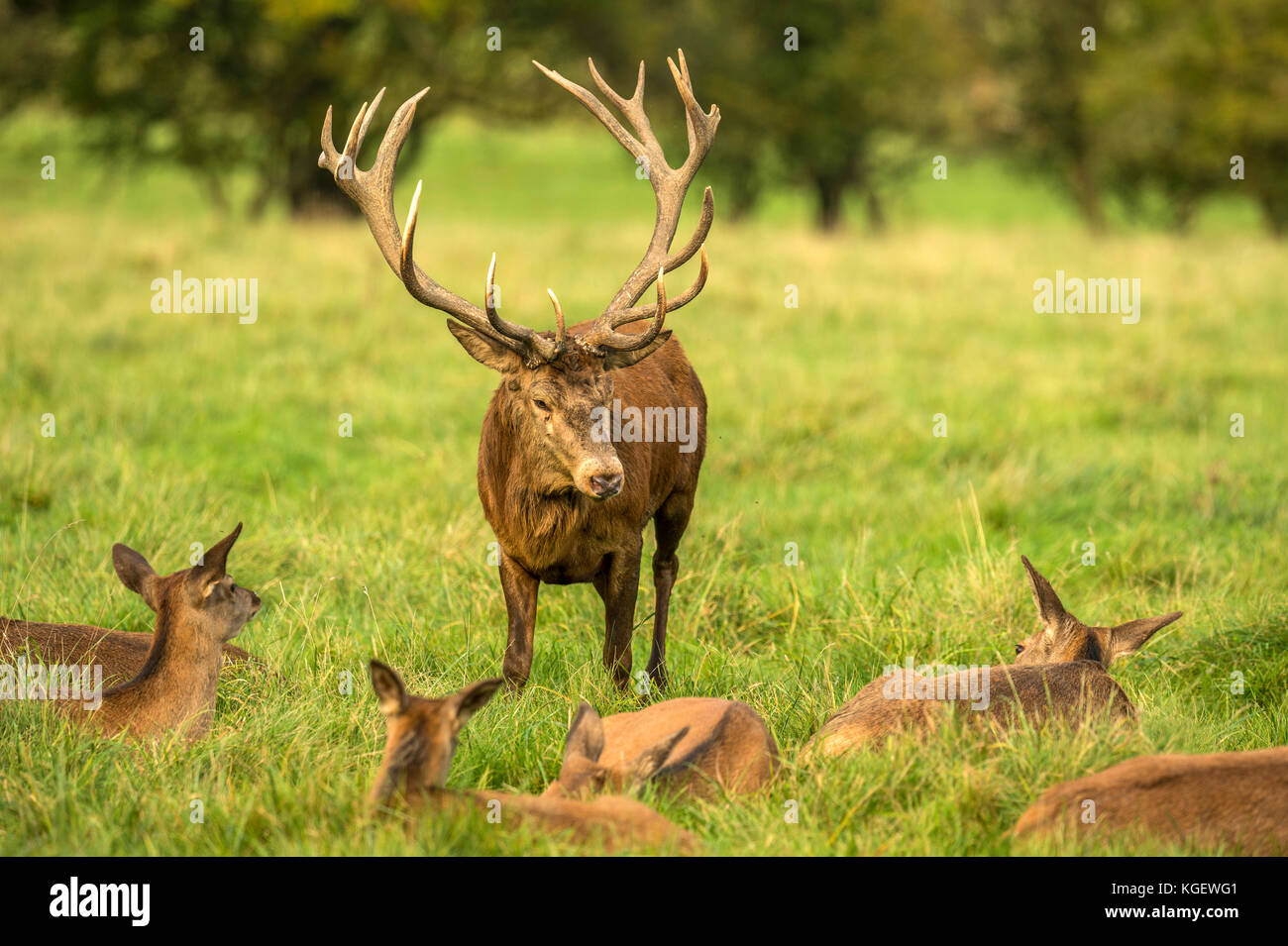 Autumn Red Deer Rut.Image sequence depicting scenes around male Stag's ...