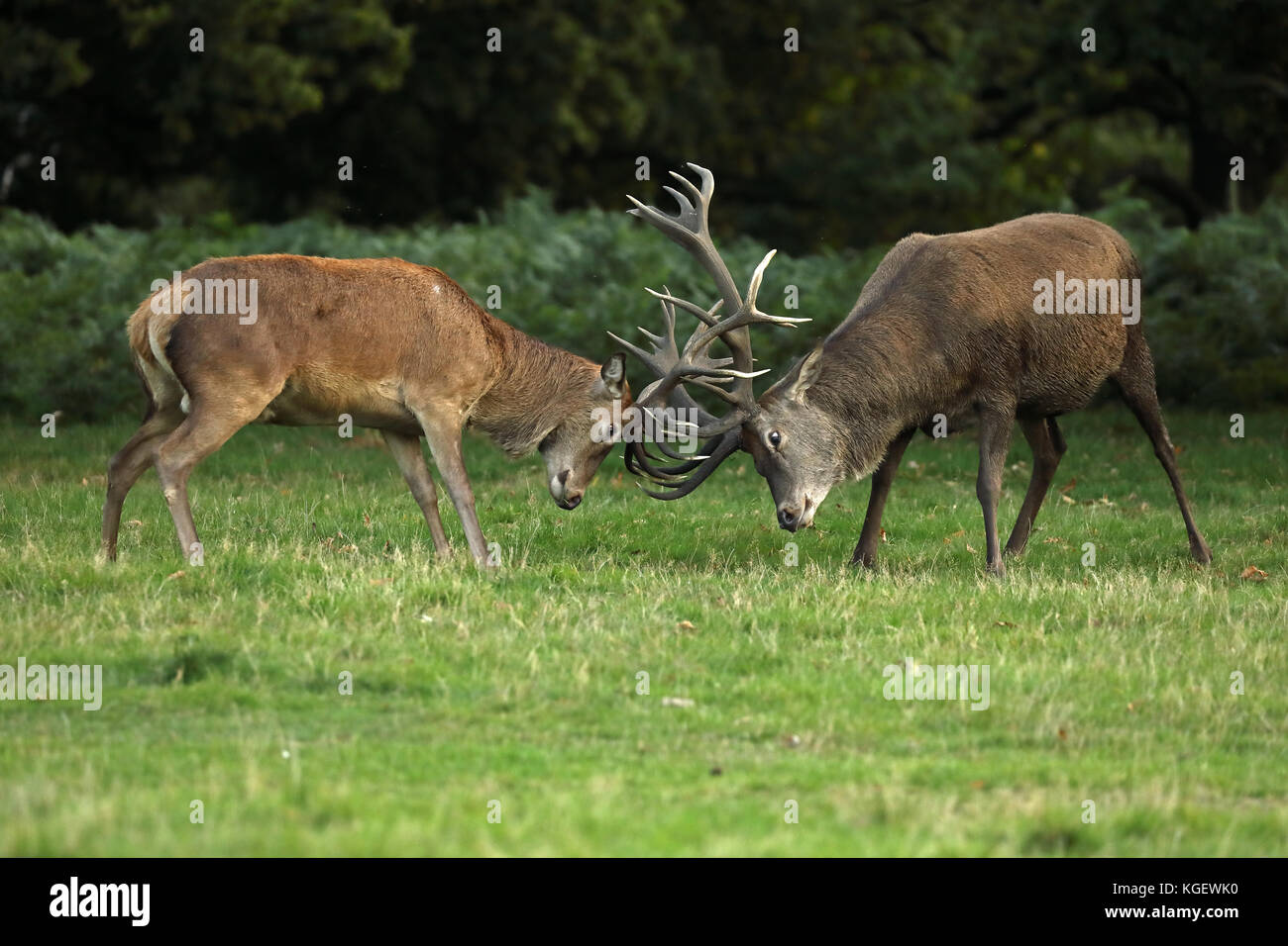 Red deer stags fighting uk hi-res stock photography and images - Alamy