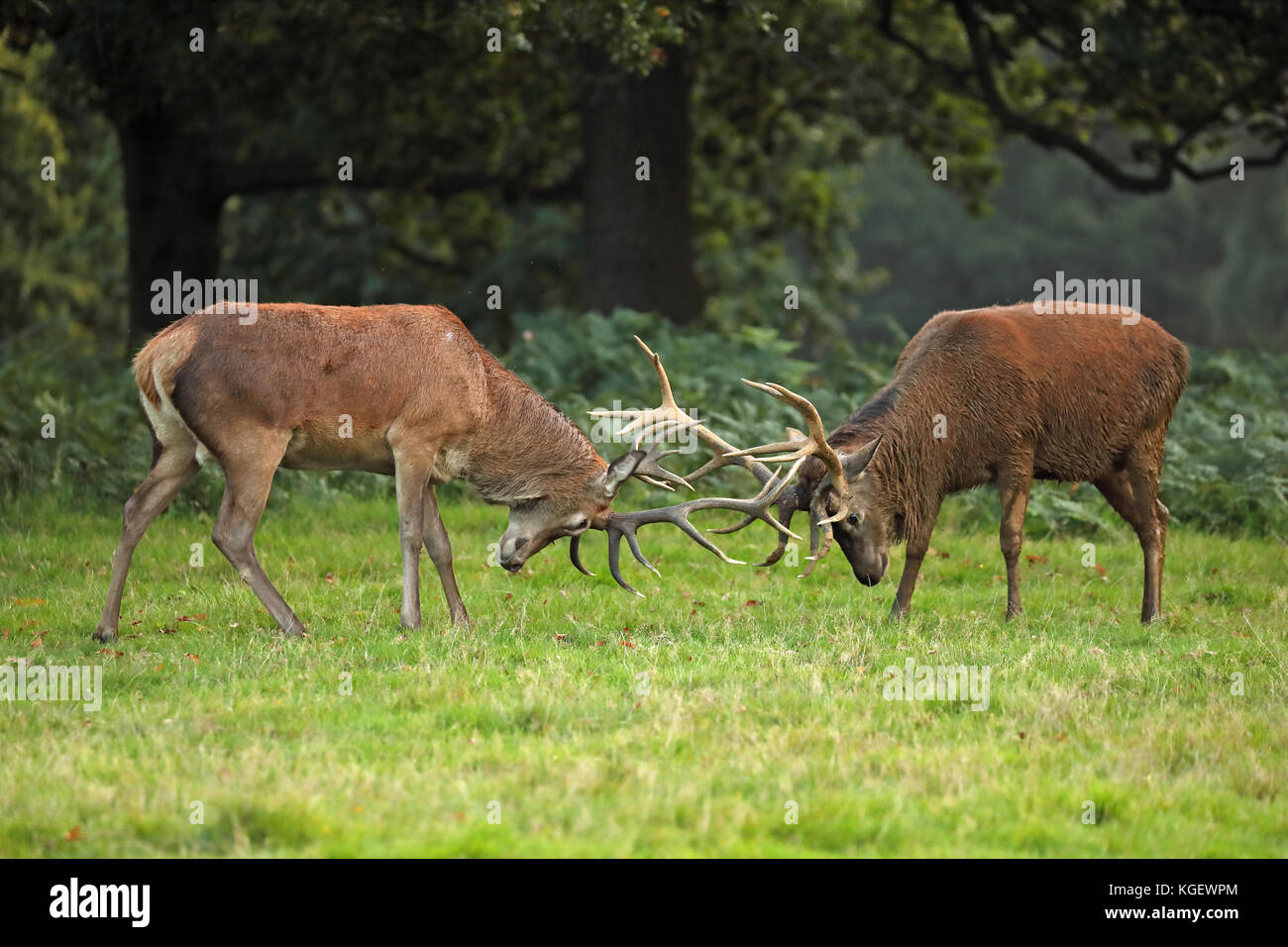 red deer (Cervus elaphus), Stags fighting during rut, England, U.K ...