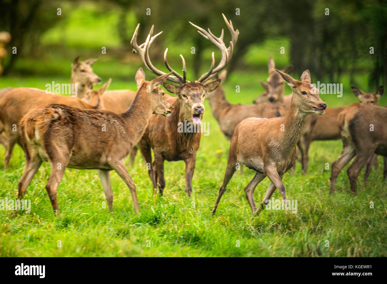 Autumn Red Deer Rut.Image sequence depicting scenes around male Stag's ...