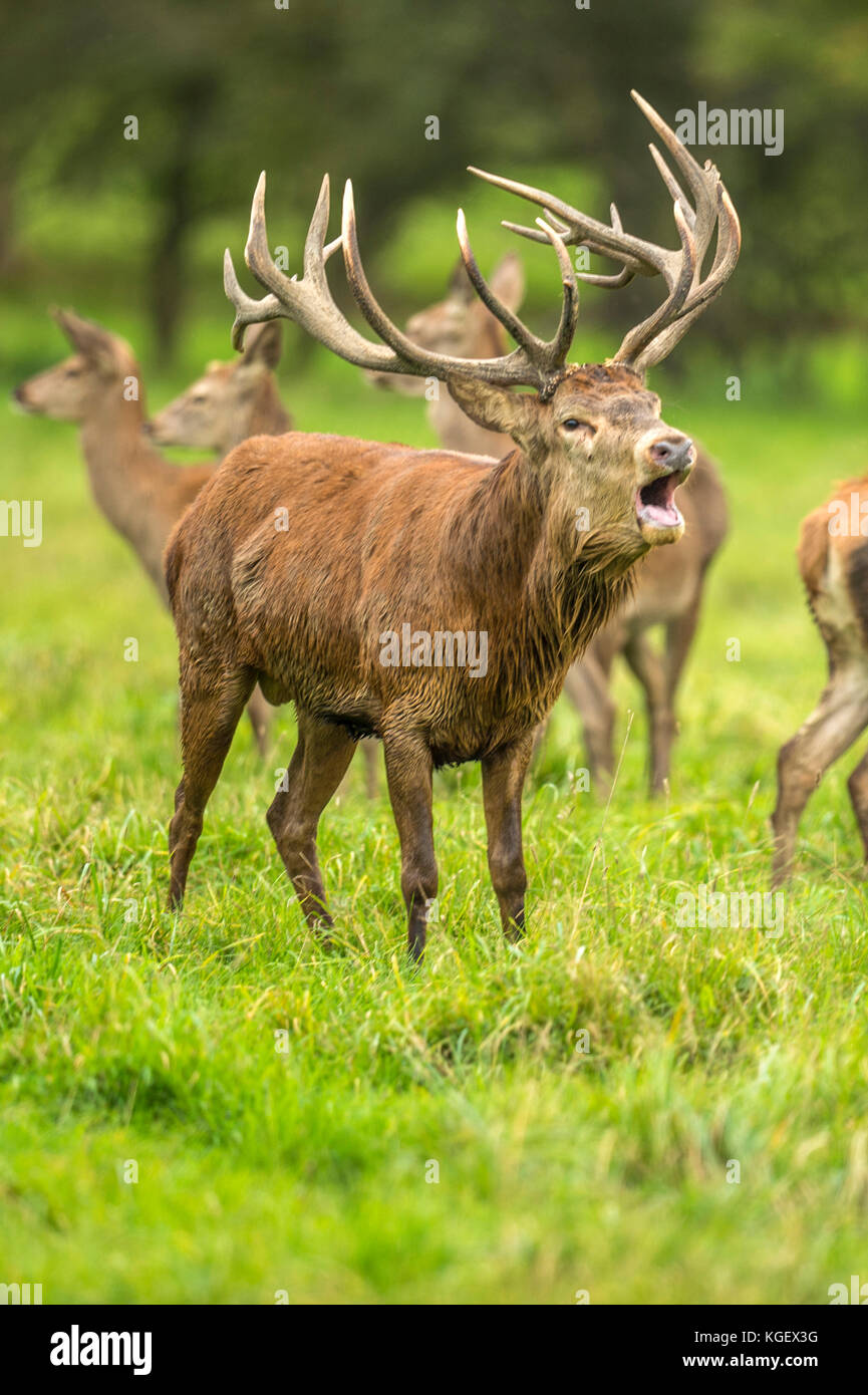 Autumn Red Deer Rut.Image sequence depicting scenes around male Stag's ...