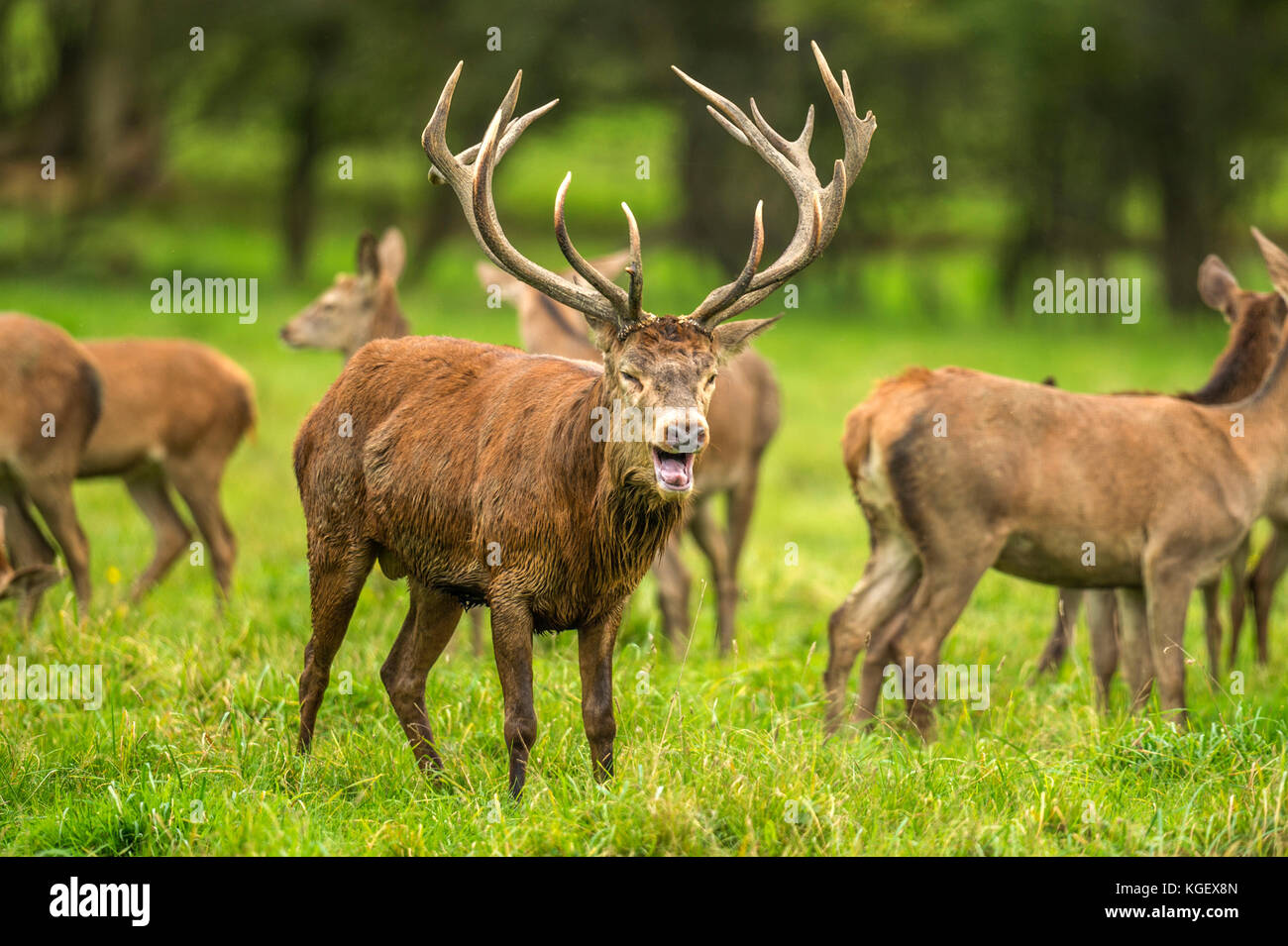 Autumn Red Deer Rut.Image sequence depicting scenes around male Stag's ...