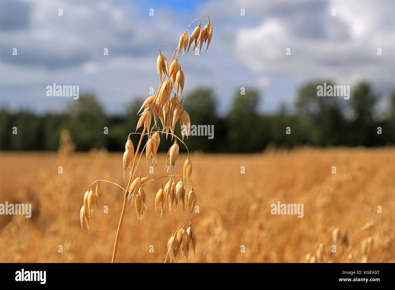Oat plant hi-res stock photography and images - Alamy