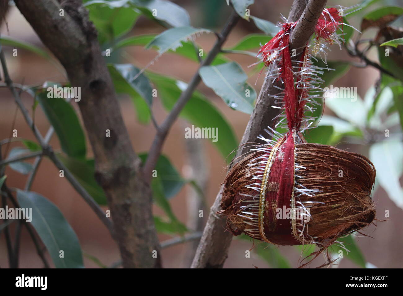 Coconut used in puja hi-res stock photography and images - Alamy