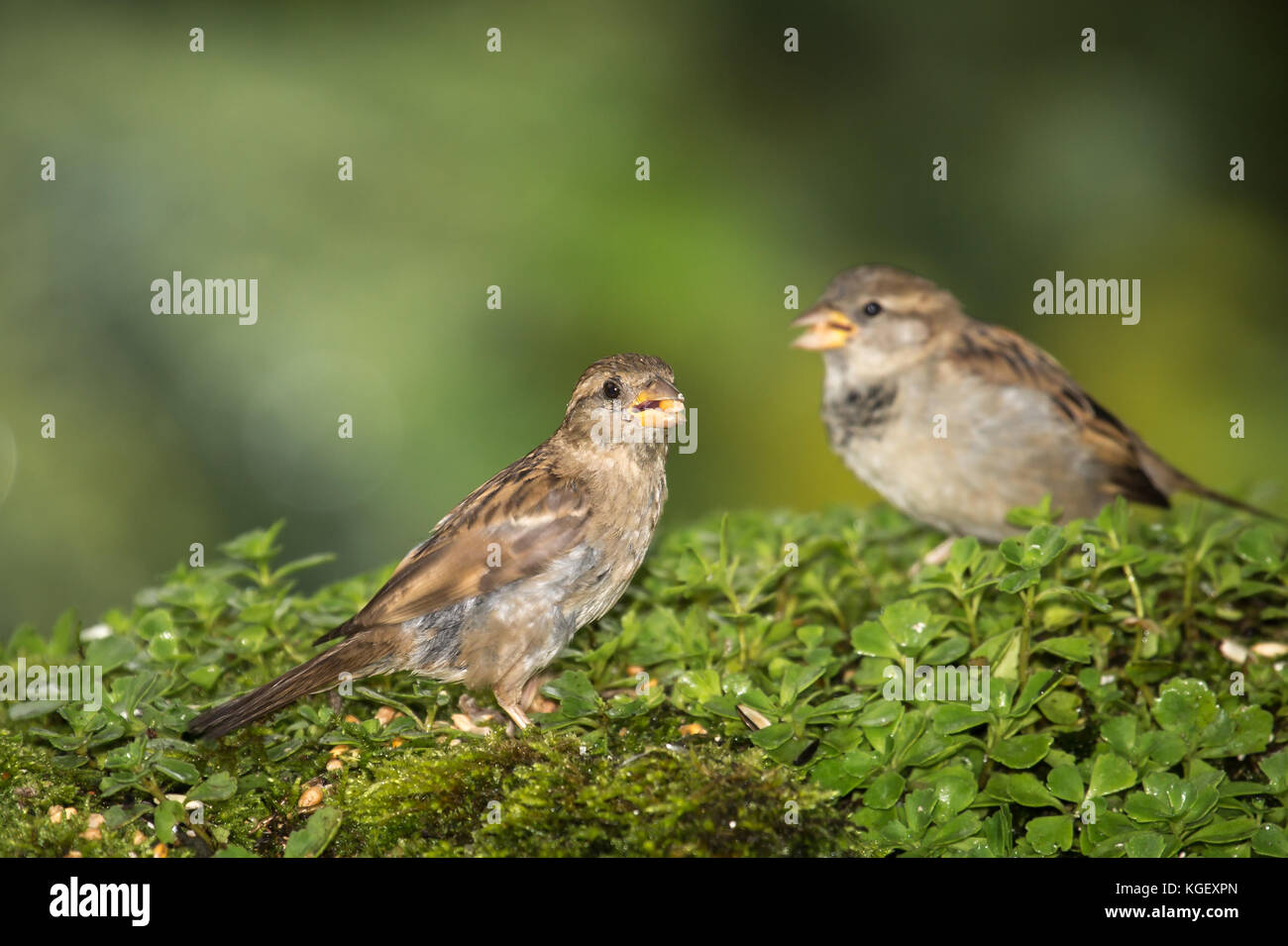 Funny little sparrows hi-res stock photography and images - Alamy