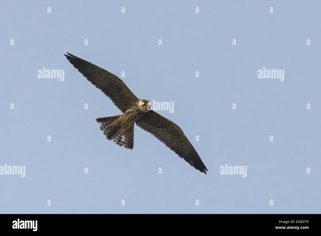 Eurasian Hobby (Falco subbuteo Stock Photo - Alamy