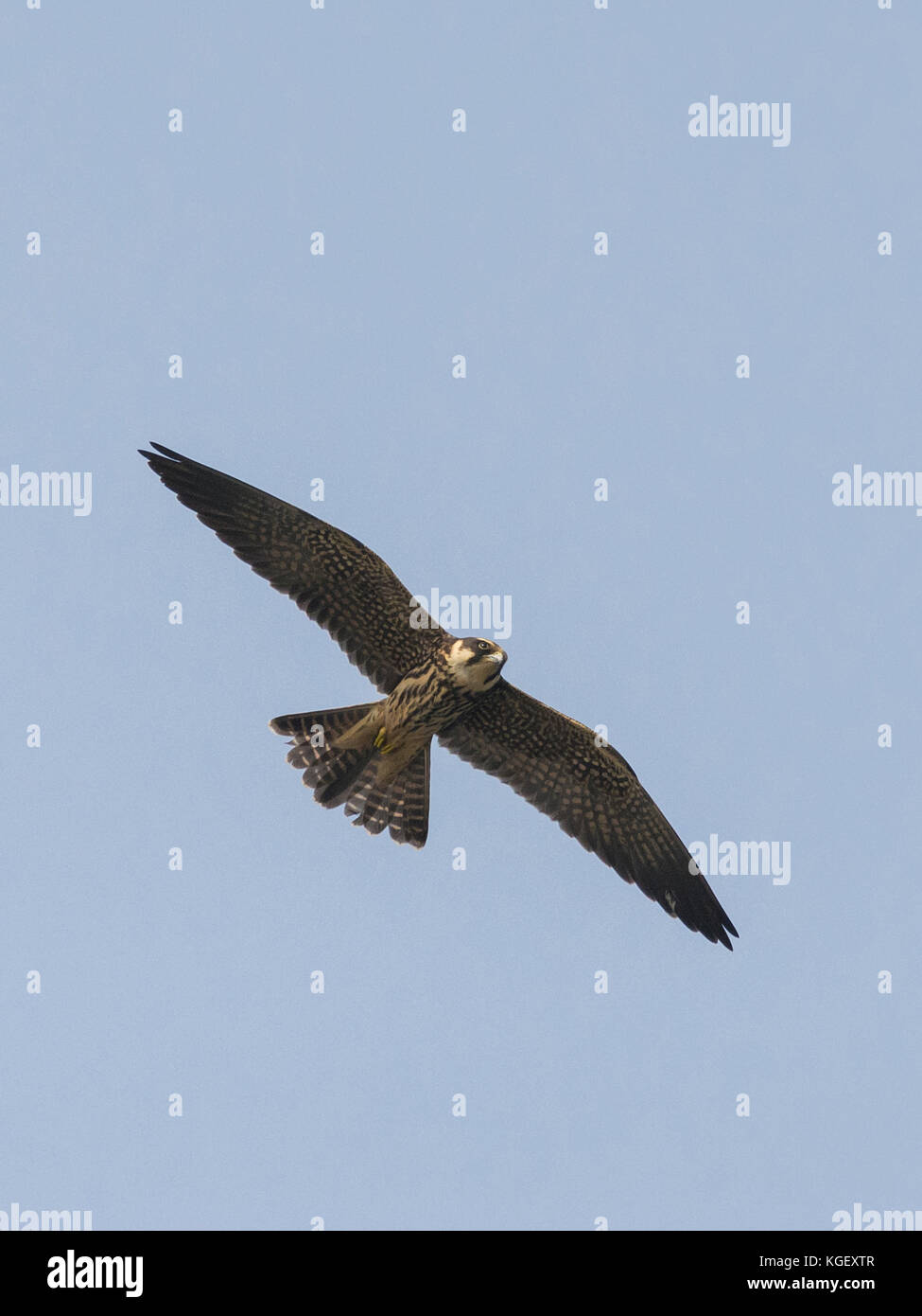Eurasian Hobby (Falco subbuteo Stock Photo - Alamy