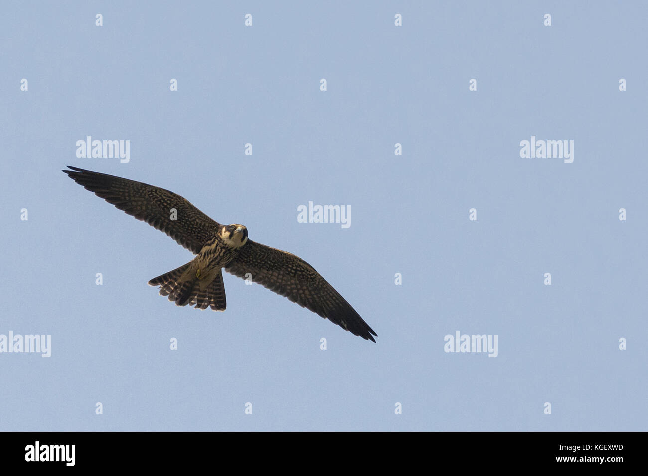 Eurasian Hobby (Falco subbuteo Stock Photo - Alamy