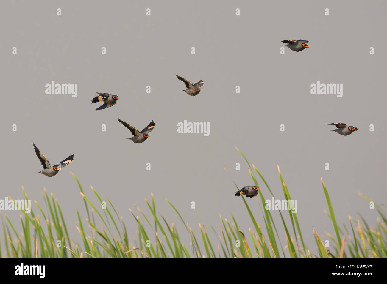 Bank Myna (Acridotheres ginginianus) flock in flight Stock Photo - Alamy