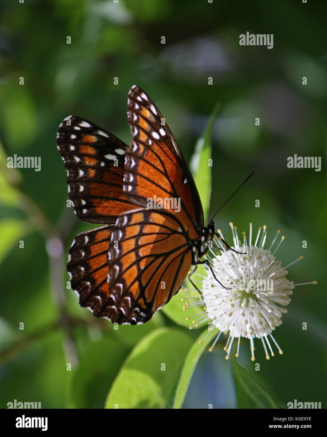 Button bush hi-res stock photography and images - Alamy