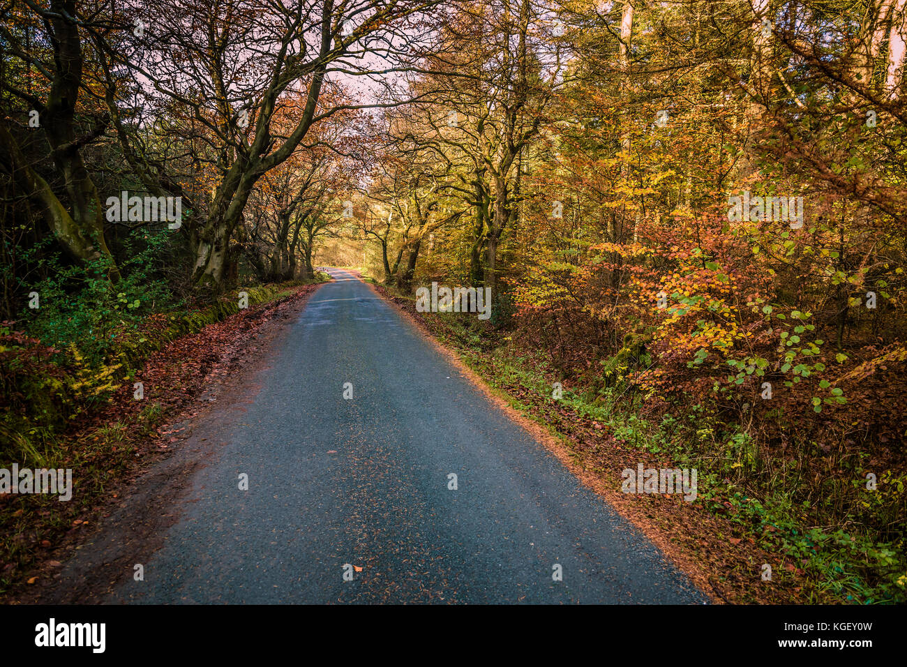 Autumn in Gisburn Forest, Lancashire, UK Stock Photo - Alamy