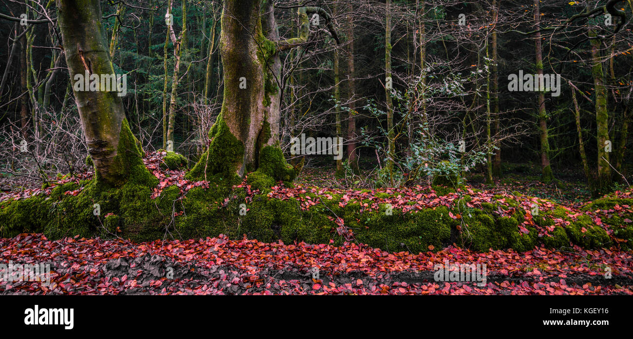 Autumn in Gisburn Forest, Lancashire, UK Stock Photo - Alamy