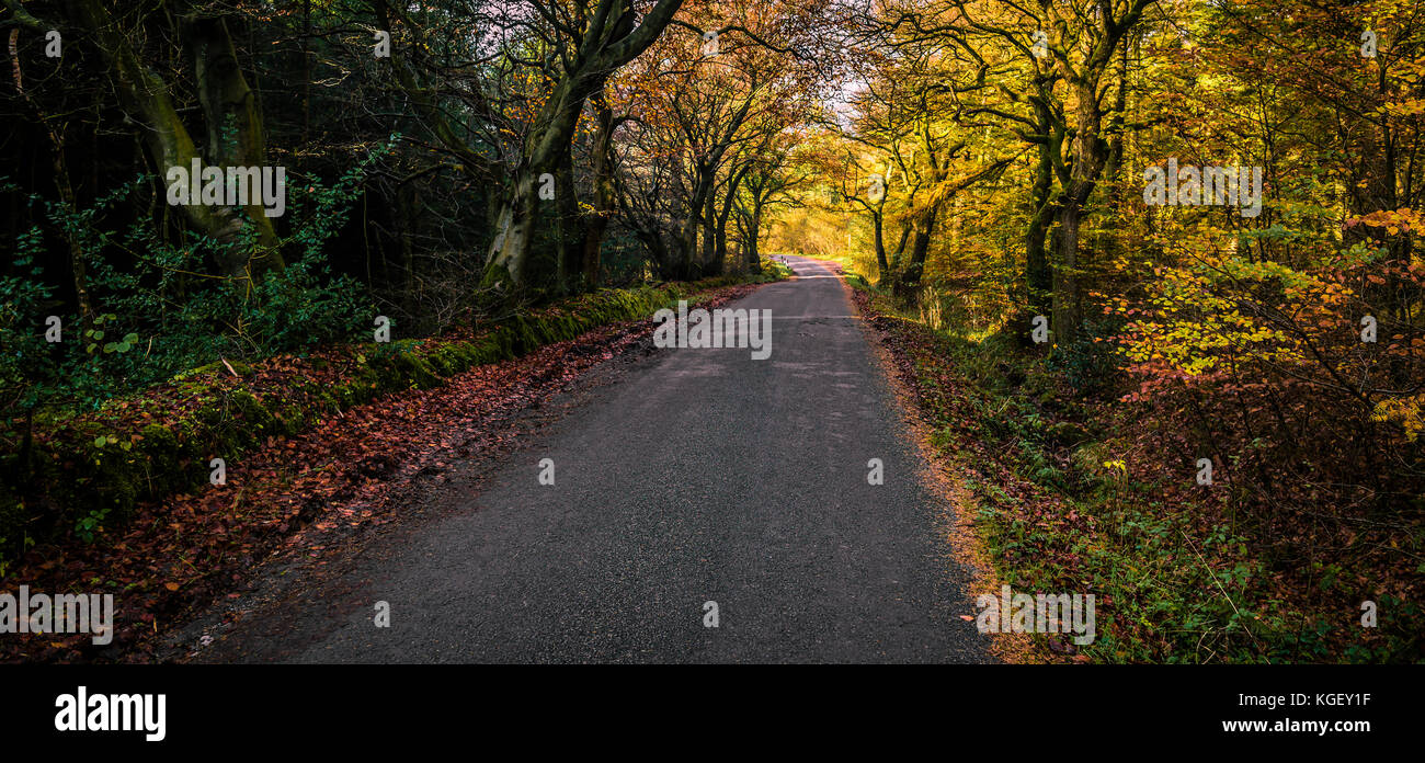 Autumn in Gisburn Forest, Lancashire, UK Stock Photo - Alamy