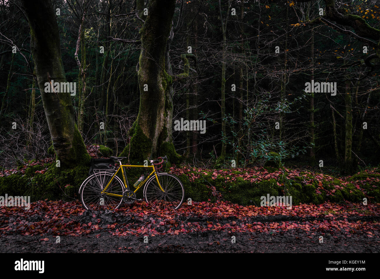 Cycling in the woods, Gisburn Forest, Lancashire, UK Stock Photo - Alamy