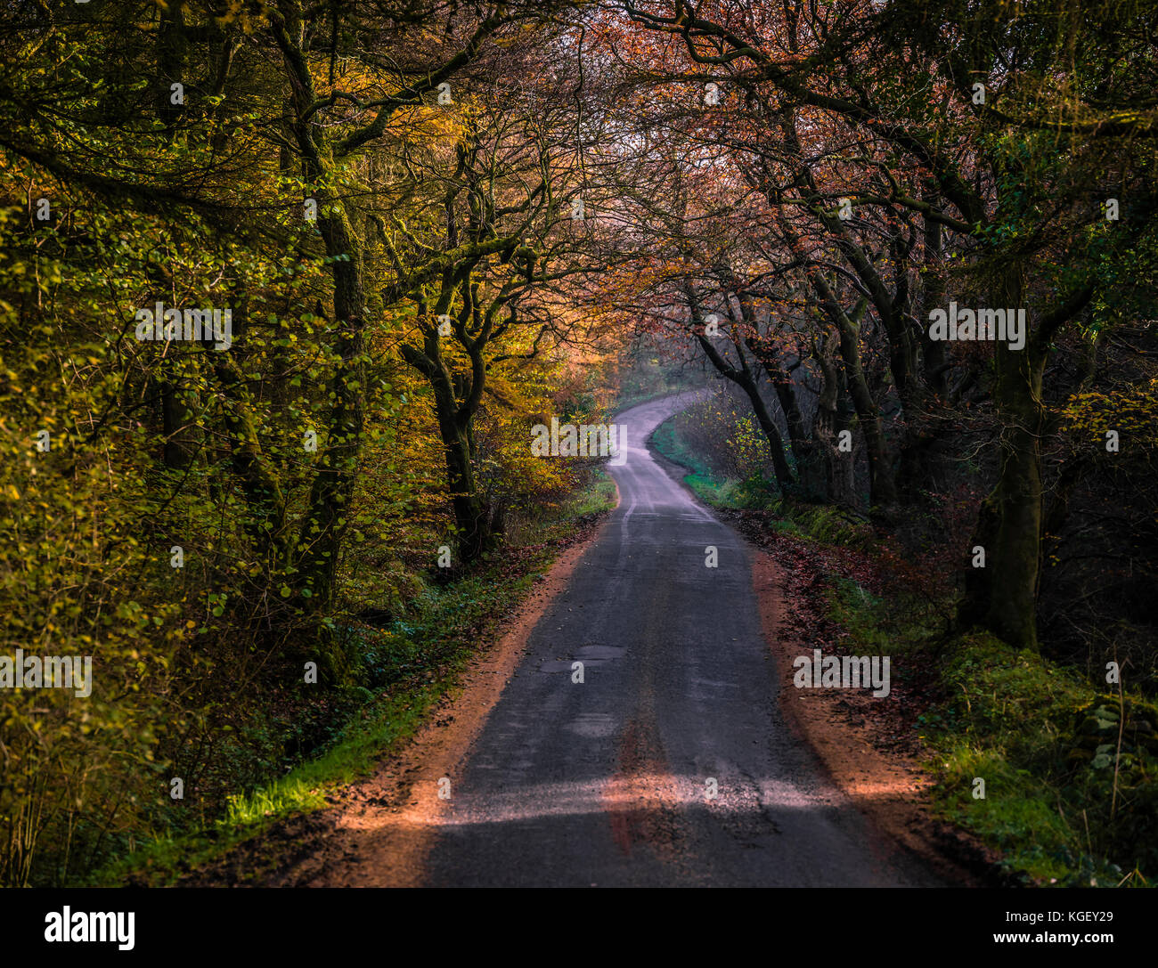 Gisburn forest hi-res stock photography and images - Alamy