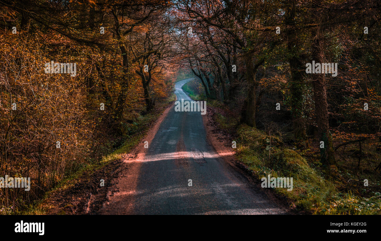 Autumn in Gisburn Forest, Lancashire, UK Stock Photo - Alamy