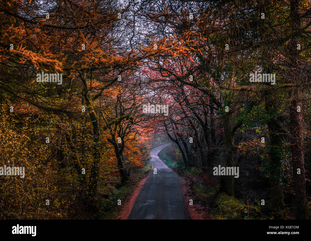 Autumn in Gisburn Forest, Lancashire, UK Stock Photo - Alamy