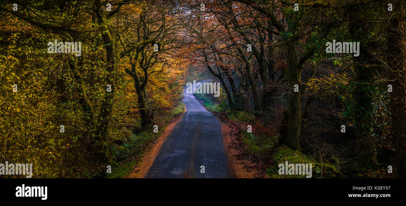 Autumn in Gisburn Forest, Lancashire, UK Stock Photo - Alamy