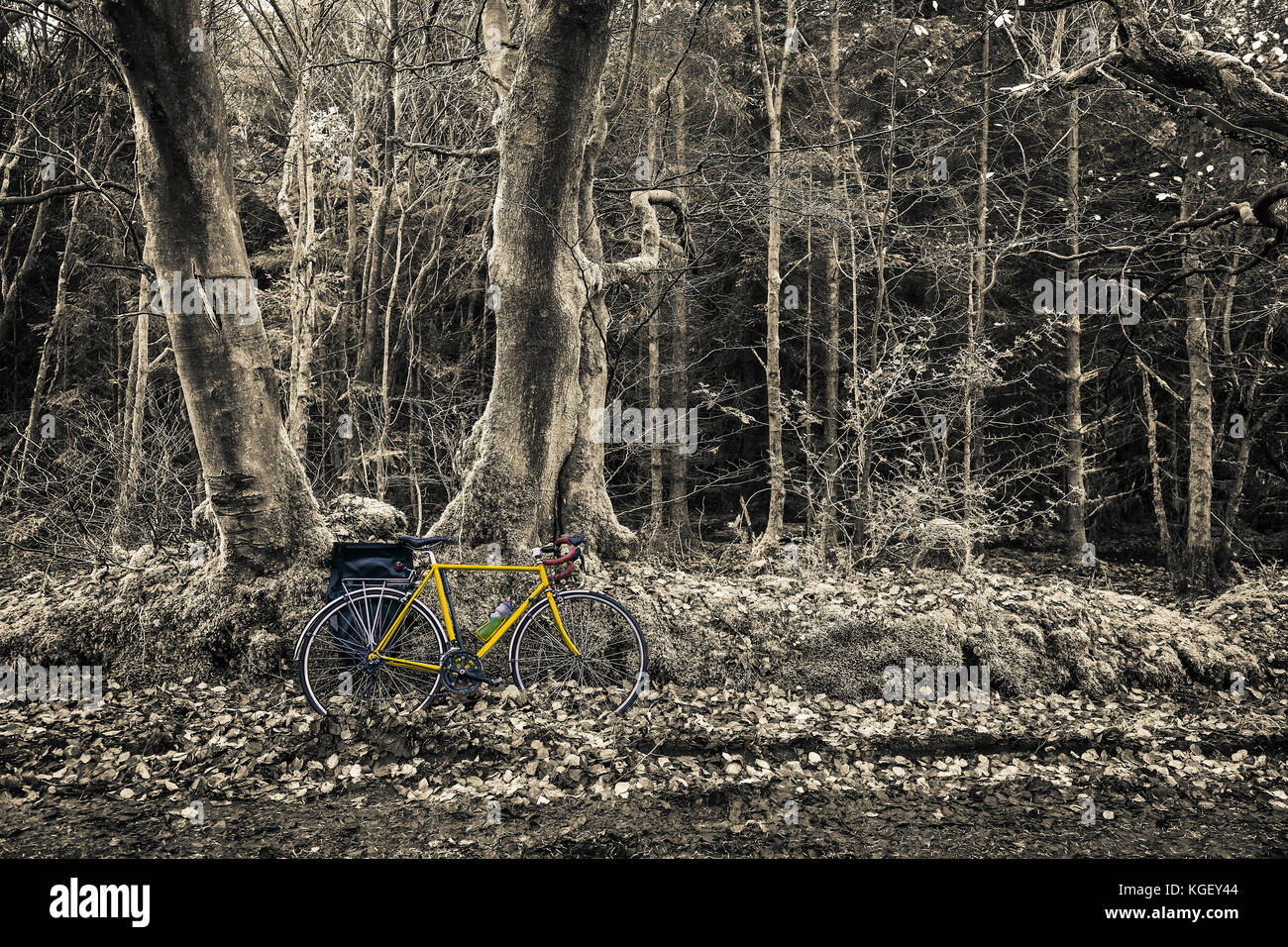 Cycling in the woods, Gisburn Forest, Lancashire, UK Stock Photo - Alamy