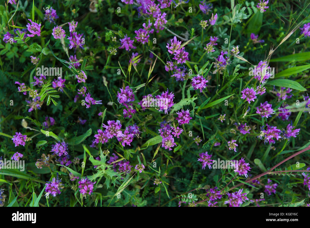 Overhead purple flowers closeup Stock Photo - Alamy