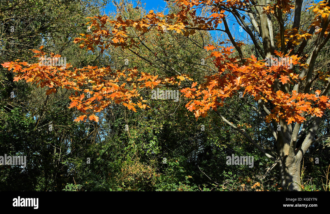 Fagacaeae hi-res stock photography and images - Alamy