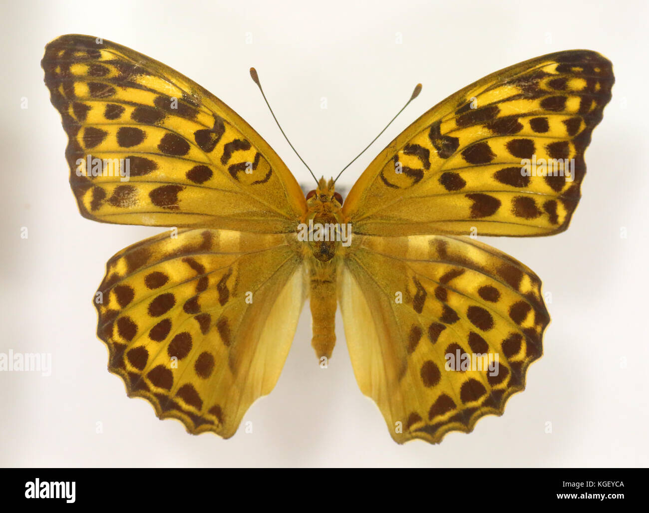 The Anadyomene Fritillary (Nephargynnis anadyomene) isolated Stock ...
