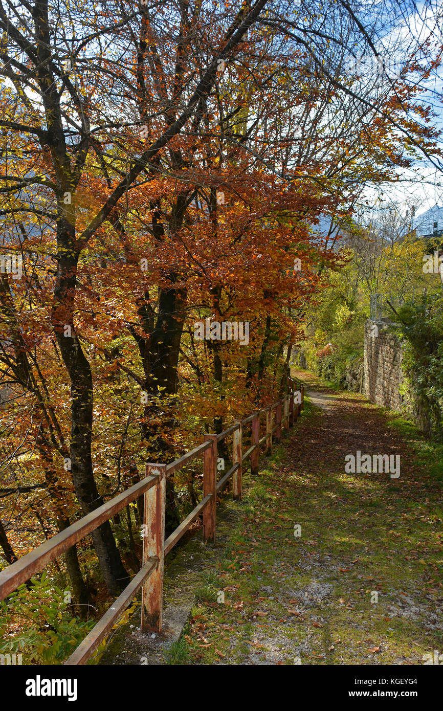 Trees in Erto, Friuli Venezia Giulia, north east Italy, showing their ...