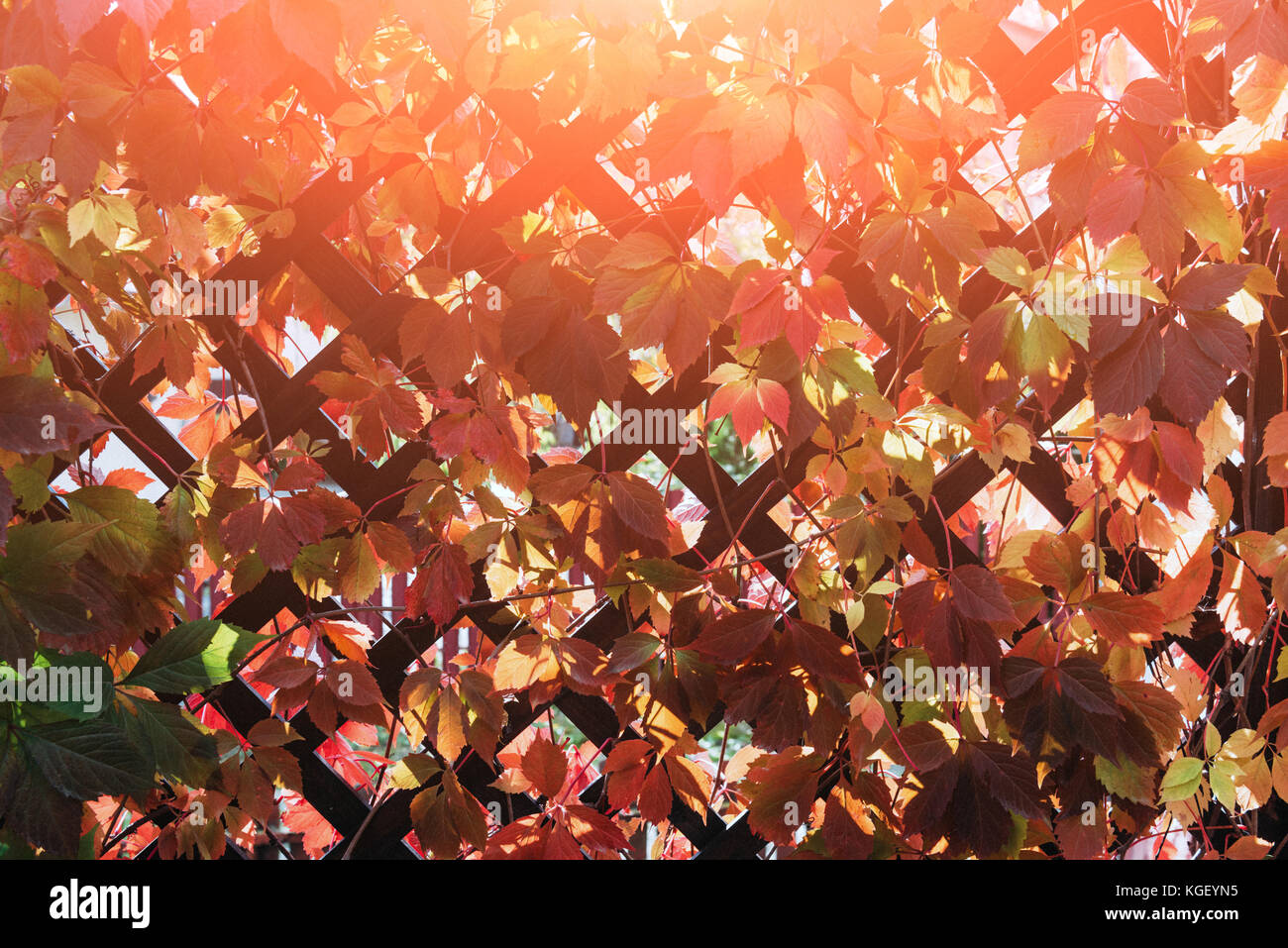 A wooden terrace wall Stock Photo - Alamy