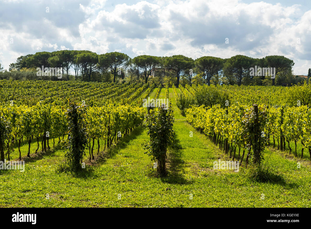 Montecarlo wine producing area where the land and the village are ...