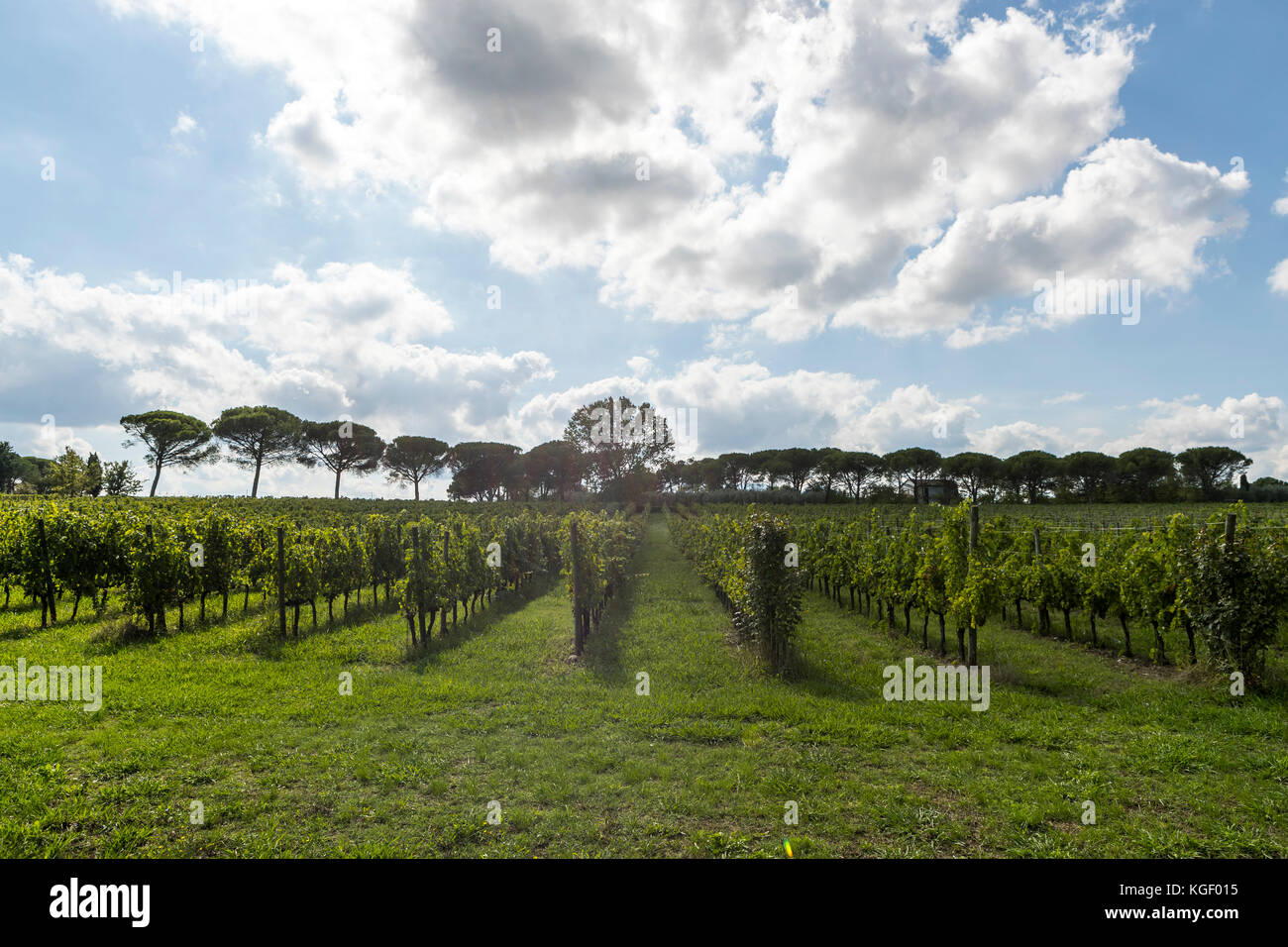 Montecarlo wine producing area where the land and the village are ...