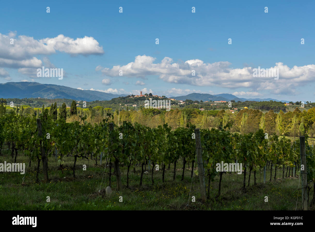 Montecarlo wine producing area where the land and the village are ...