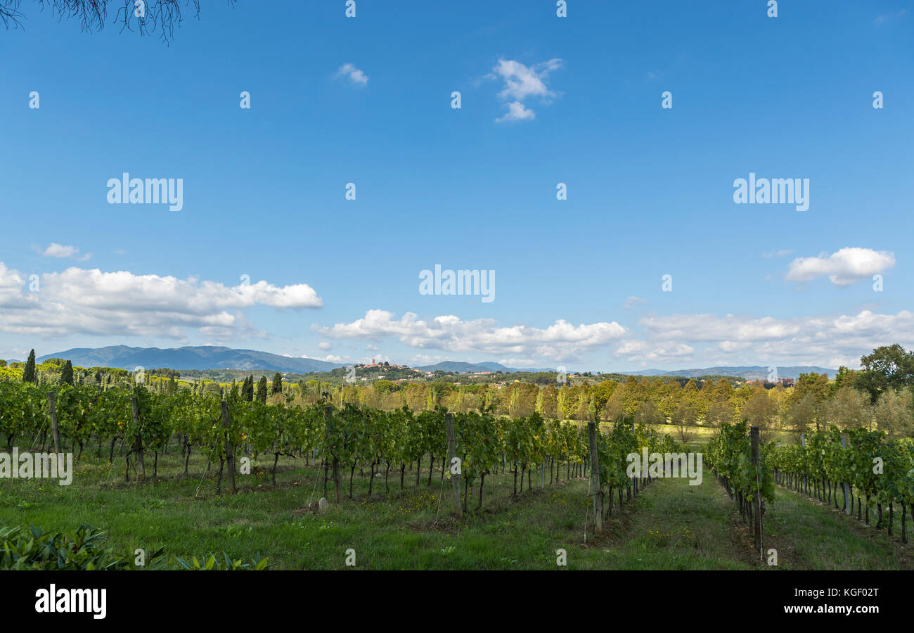 Montecarlo wine producing area where the land and the village are ...