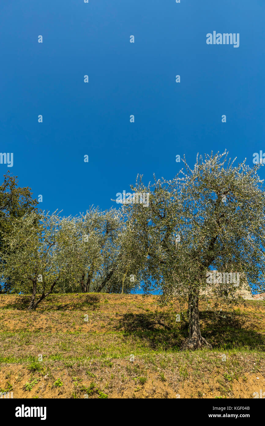Montecarlo wine producing area where the land and the village are ...