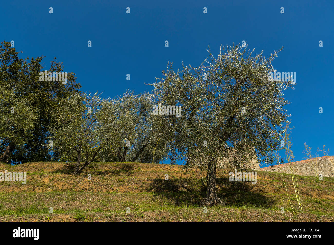 Montecarlo wine producing area where the land and the village are ...
