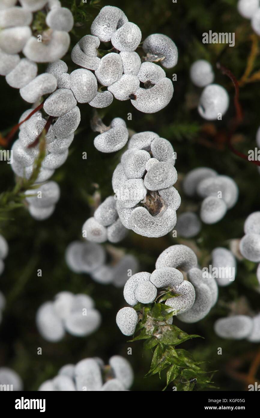 White Slime Mold High Resolution Stock Photography and Images - Alamy