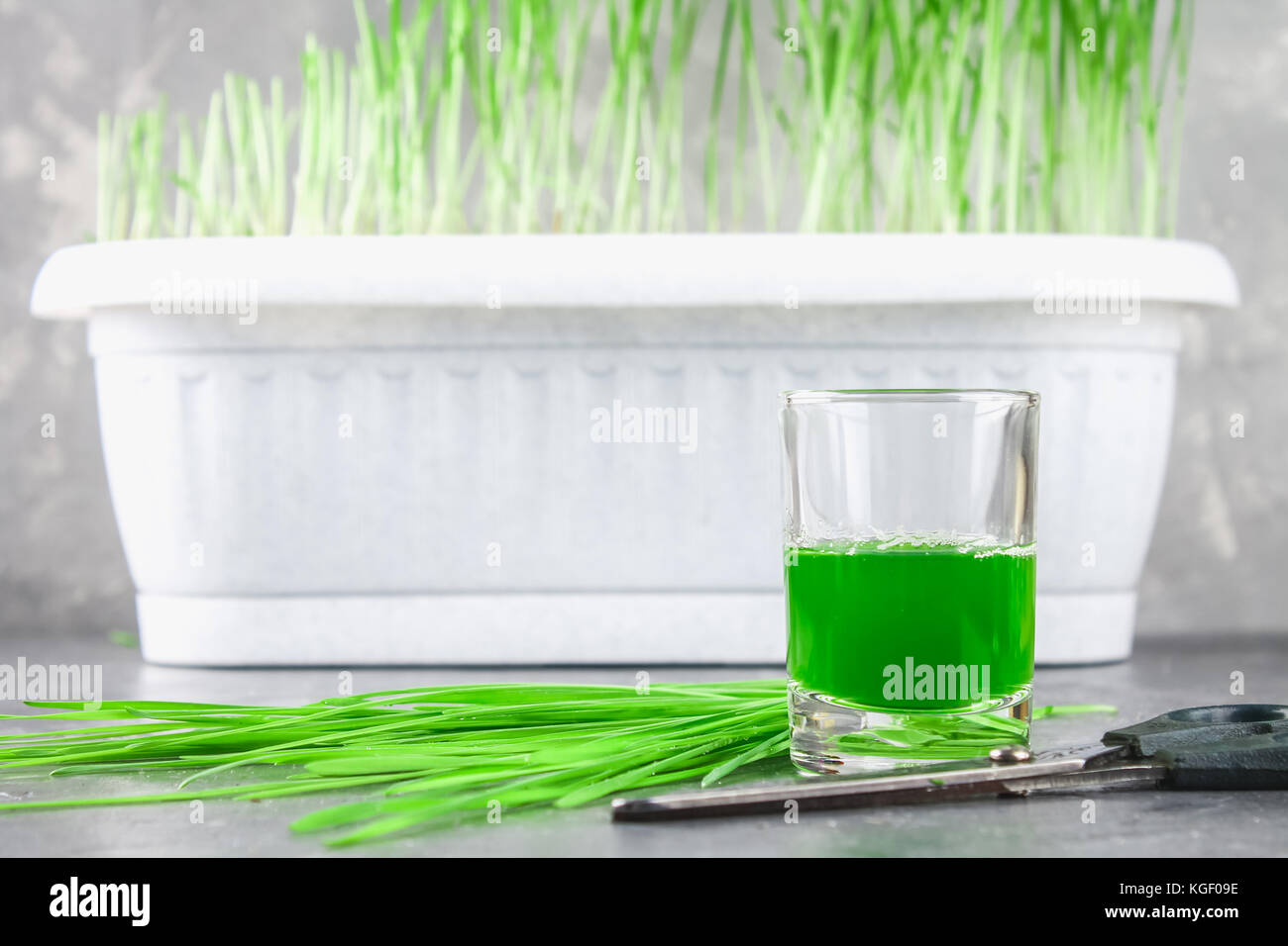 Wheatgrass shot. Juice from wheat grass. Trend of health Stock Photo ...