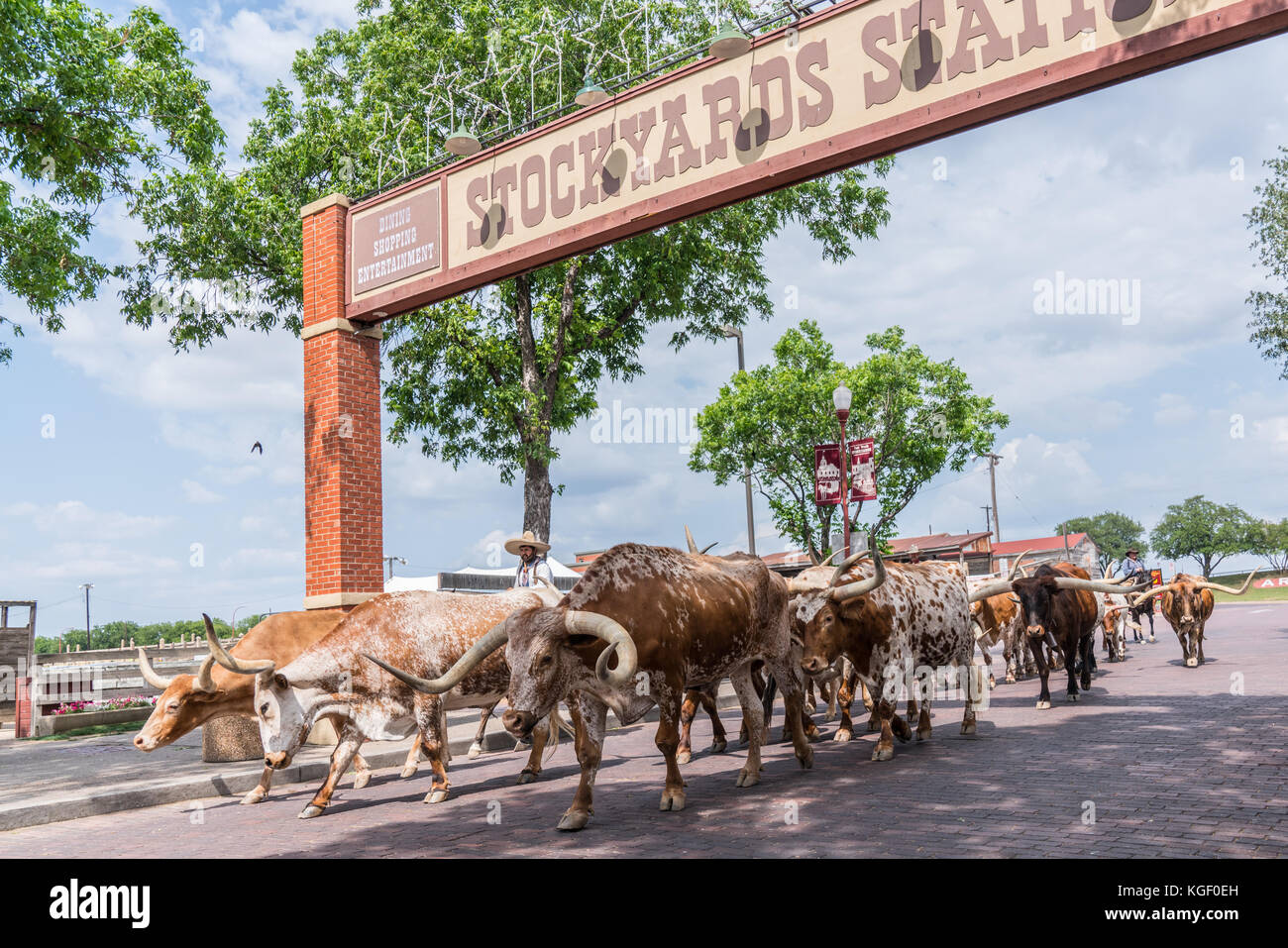 FORT WORTH, TX - MAY 11: Longhorn Cattle Drive at the stockyards of ...