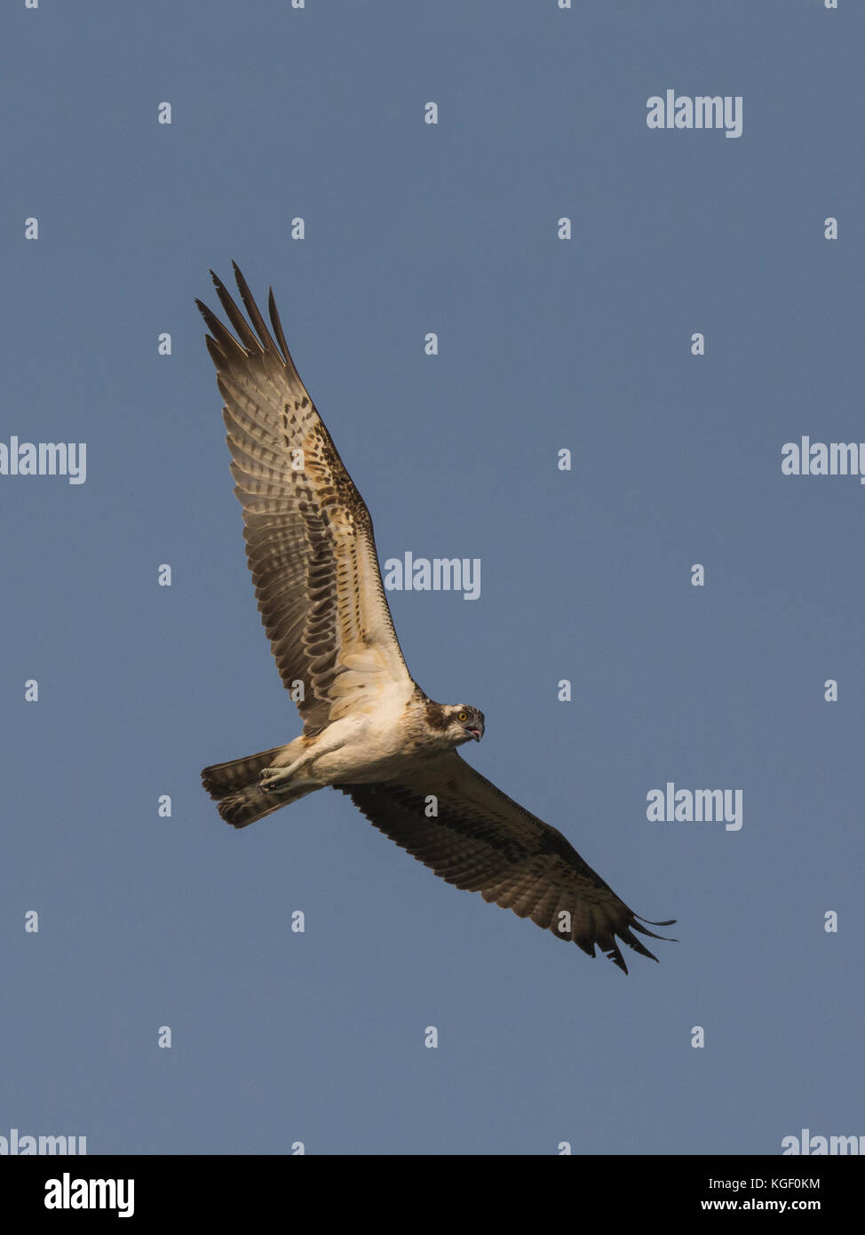 India Bird Of Prey High Resolution Stock Photography and Images - Alamy