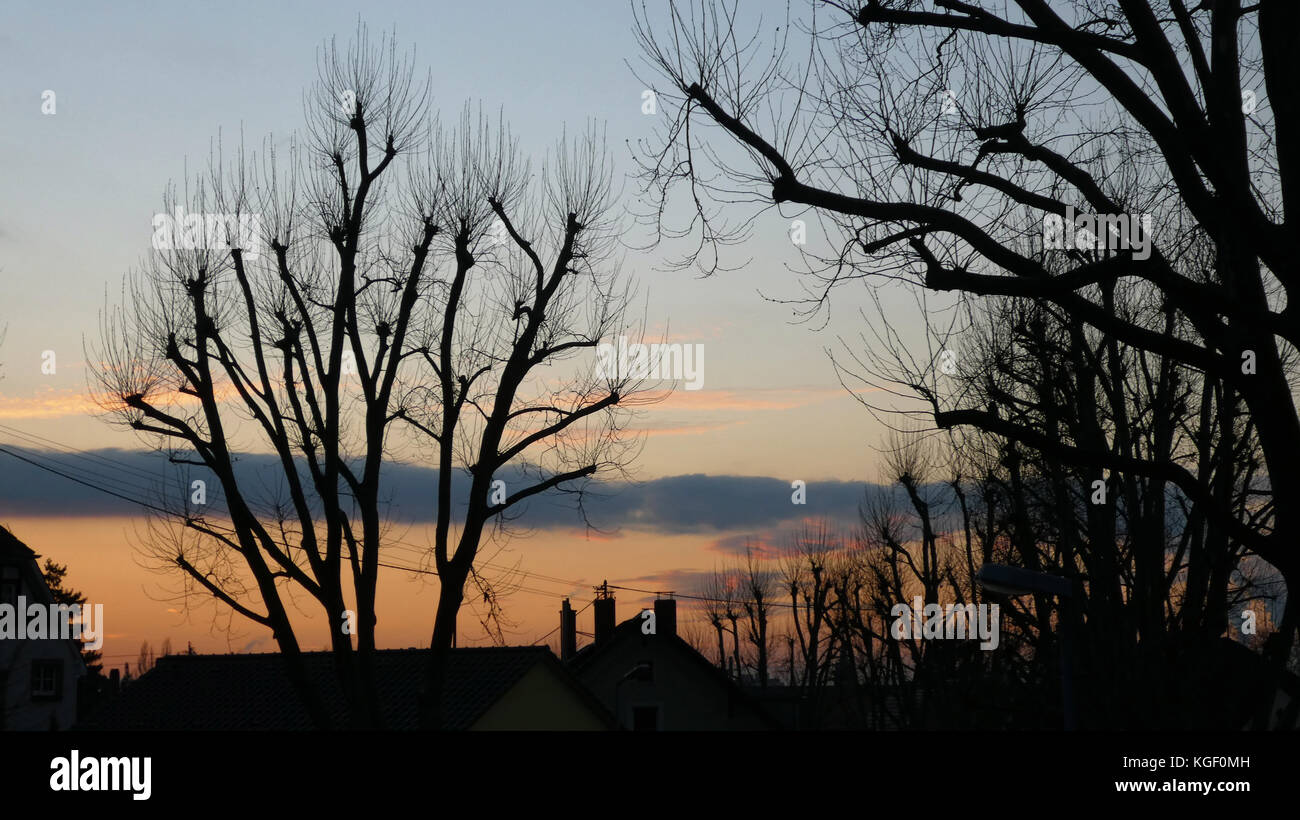 Pollarded urban Poplar trees, in Durlach, Germany Stock Photo - Alamy