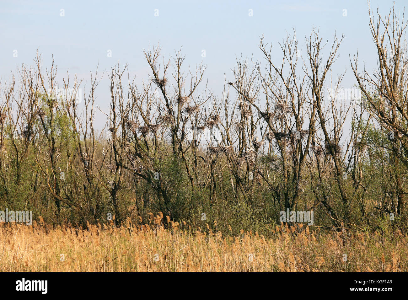 Summer bird nests hi-res stock photography and images - Alamy