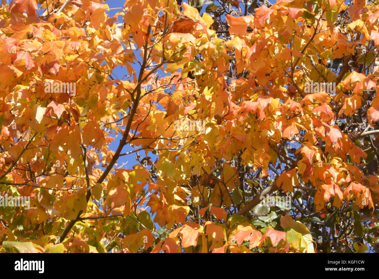 Whitetail deer fall colors hi-res stock photography and images - Alamy