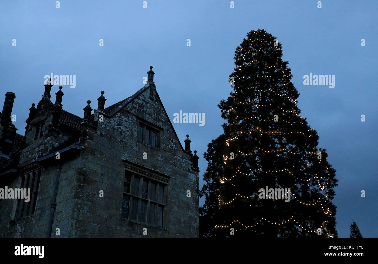Christmas lights are illuminated on Britain's tallest living Christmas ...